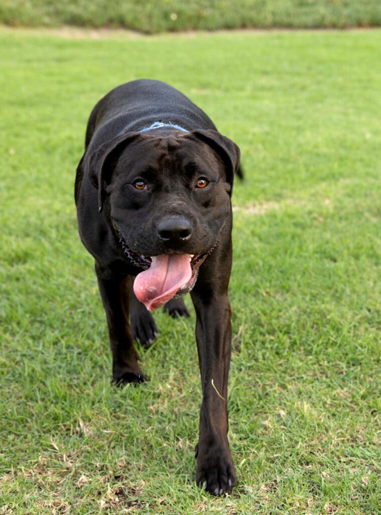 Connee Dickerson - StudioWC